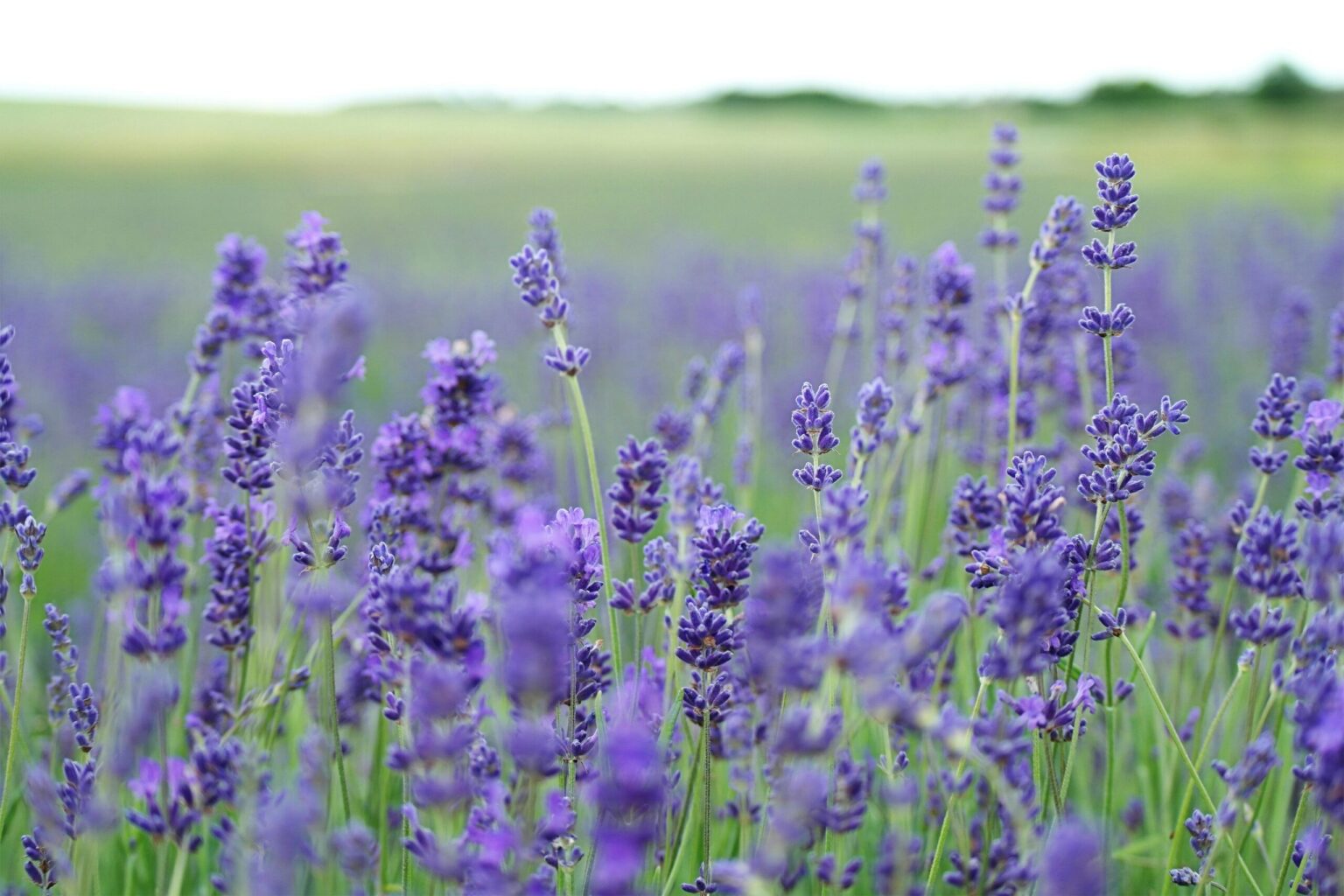 Ultimate Guide to Perfume Notes: Understand Top, Heart, and Base Notes